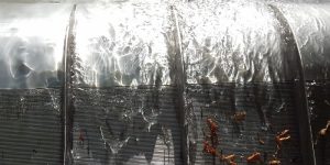 Coanda Screen – Coanda Intake Screen